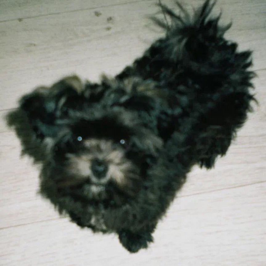 Мальтипу, вязка