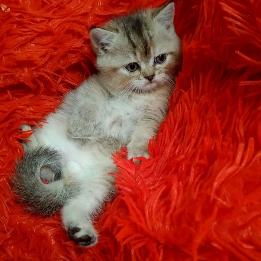Шотландские котята