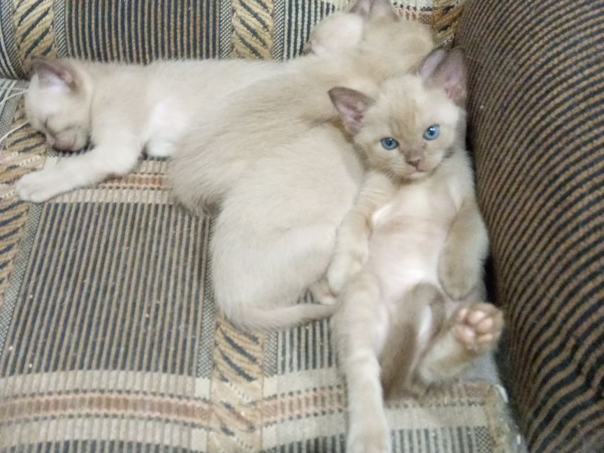 Бурманские котята