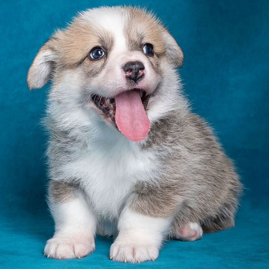 Вельш Корги Пемброк, щенок