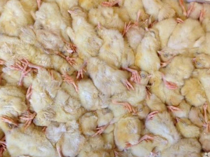 Циплятами на корм