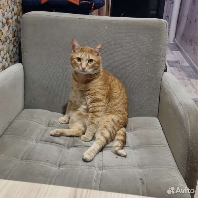 Кастрированный кот в дар