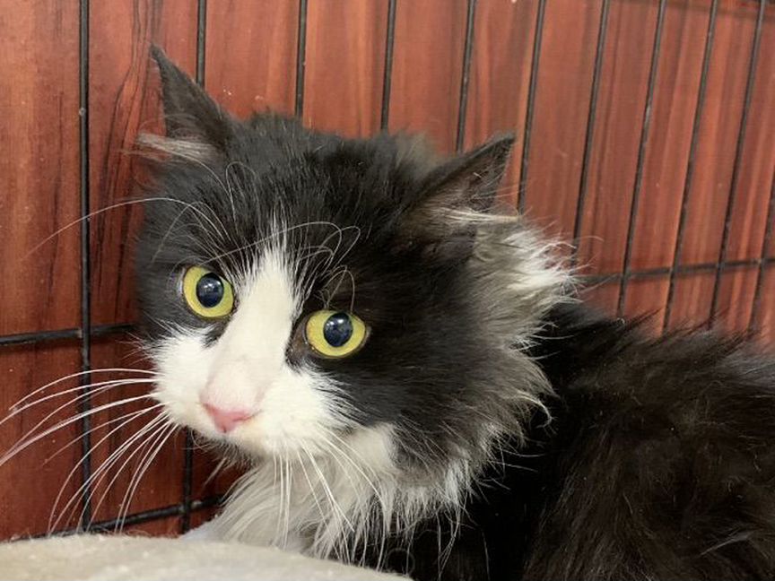 Кошечка из опасного места