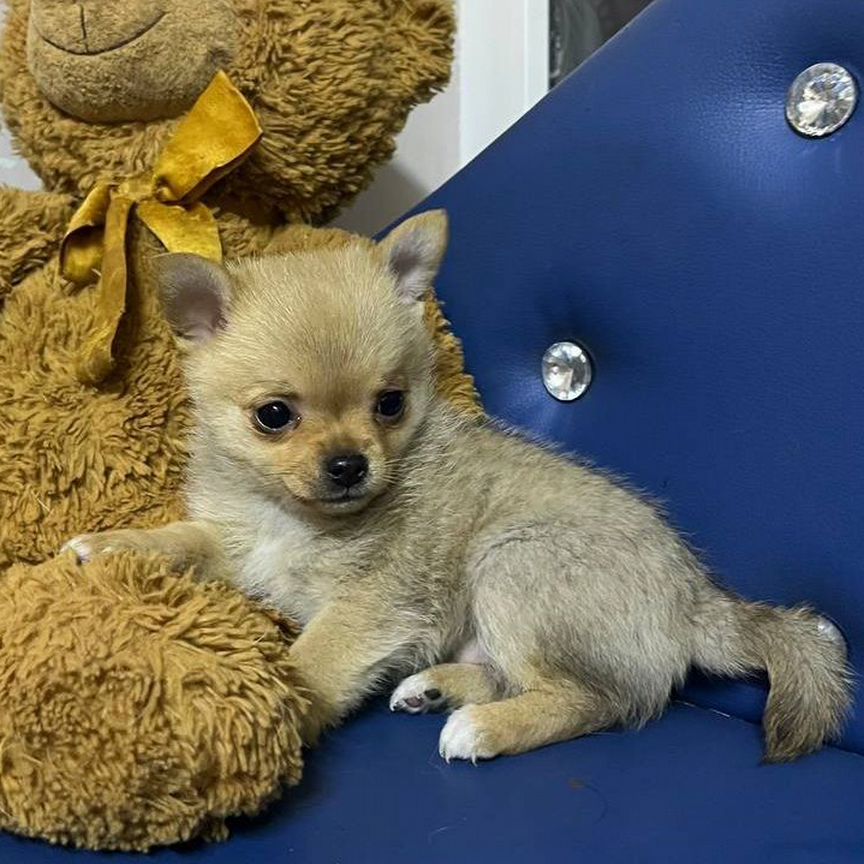 Помчи, щенок