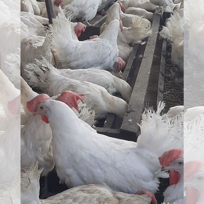 Куры несушки продам