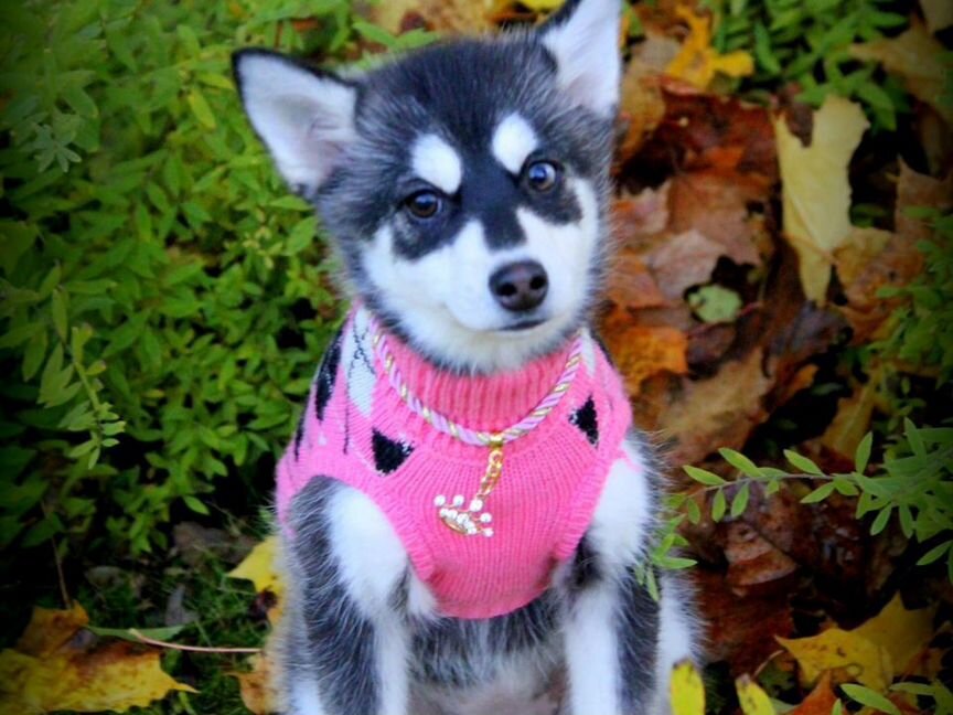 Помски девочка