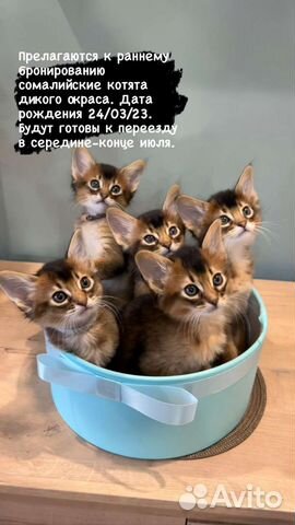 Сомалийские котята