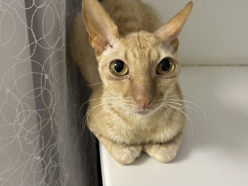 Кошка породы Корниш Рекс