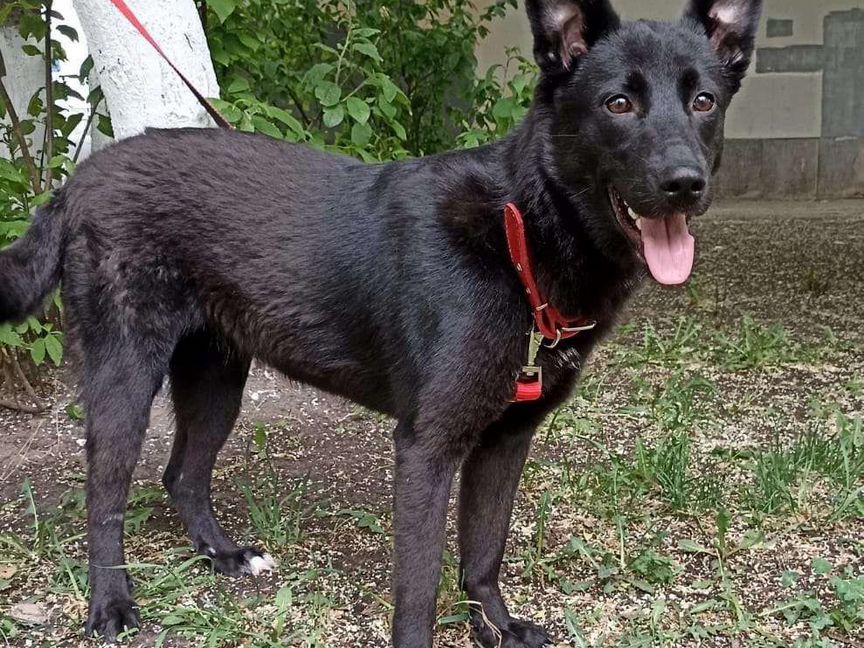 Сильва ищет дом