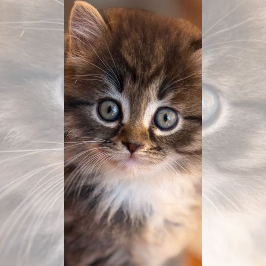 Сибирский котёнок