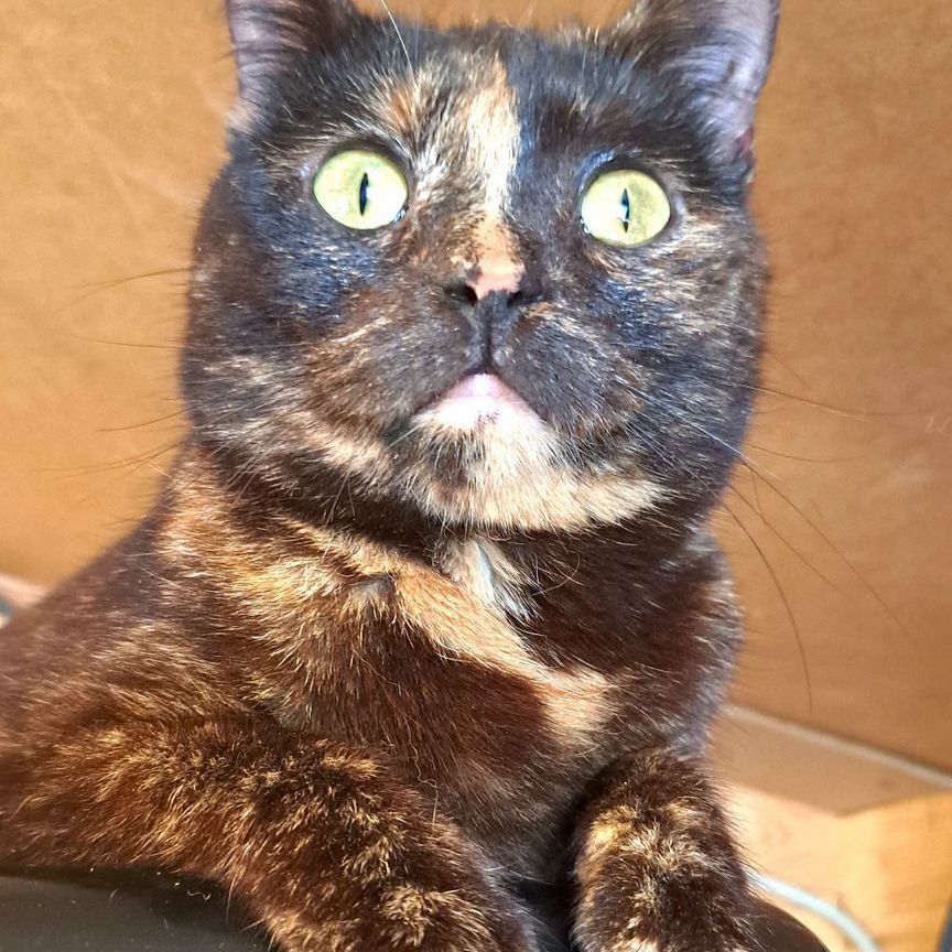 Активная стерилизованная ласковая молодая кошечка