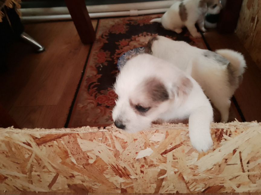 Отдам щенков, бабушка такса, будут маленькие