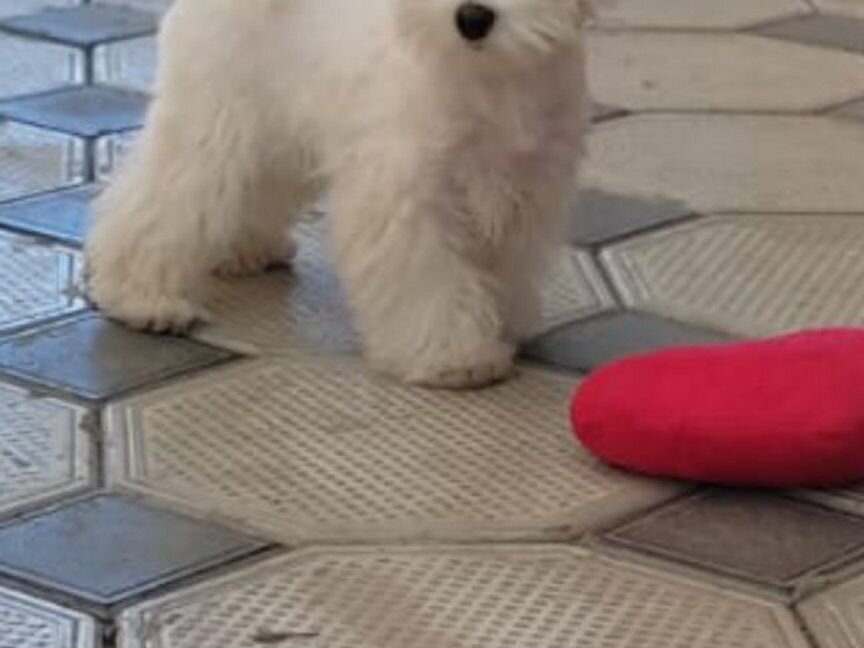 Мальтийская болонка