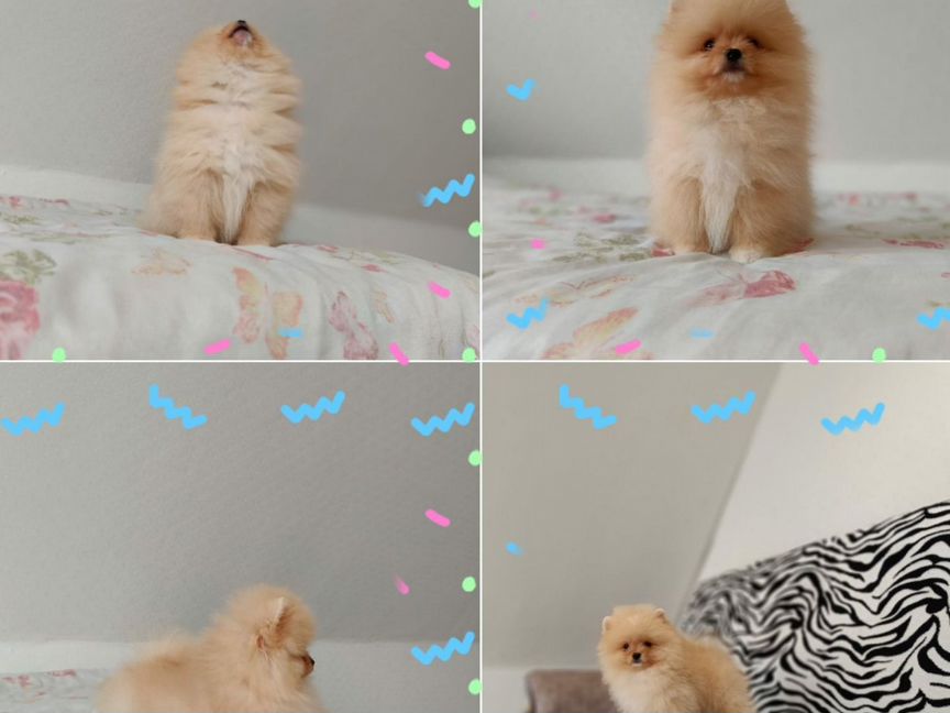 Шпиц маленькие детки