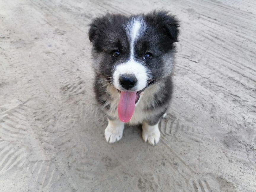 Очаровательная милашка щенок 2 мес ждет вас