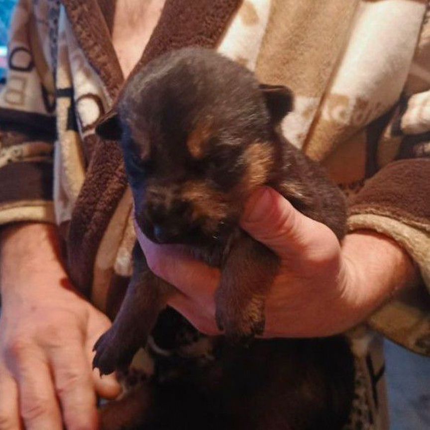 Немецкая овчарка, щенок