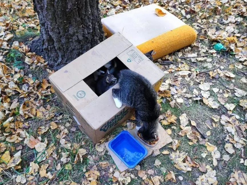 Выкинули кошку с котятами