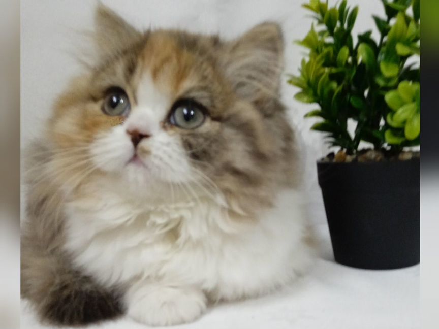 Кошечка шотландской породы