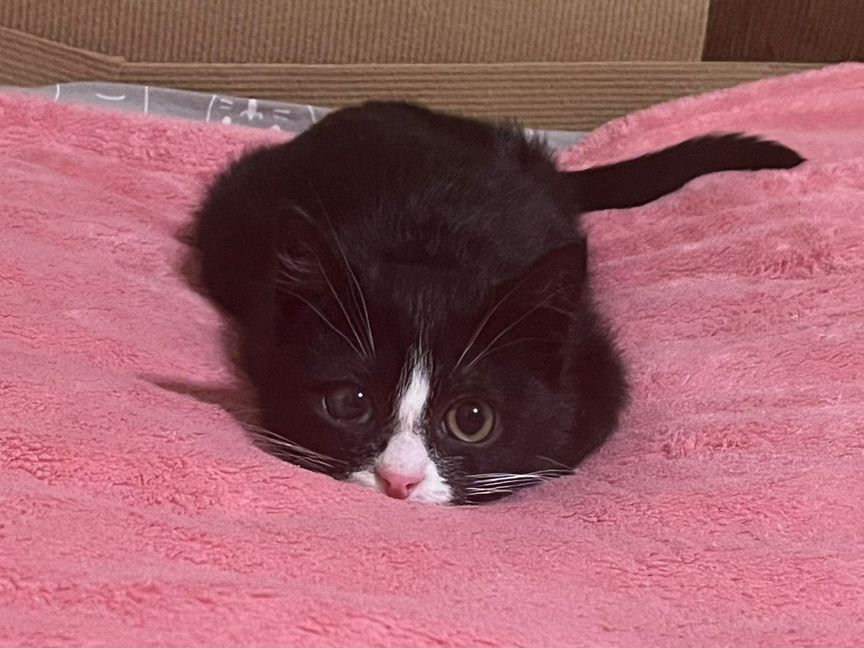 Котенок 4 мес.с печальной судьбой. Ищет дом