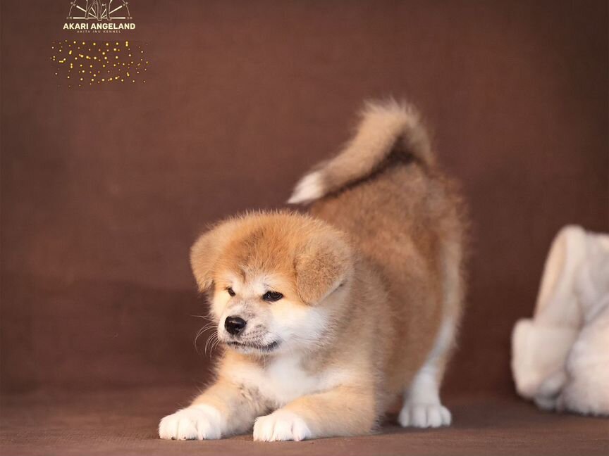 Шикарные Щенки Акита-Ину для ценителей породы