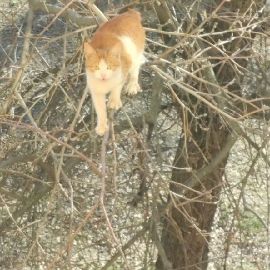 Пристраивается в добрые руки