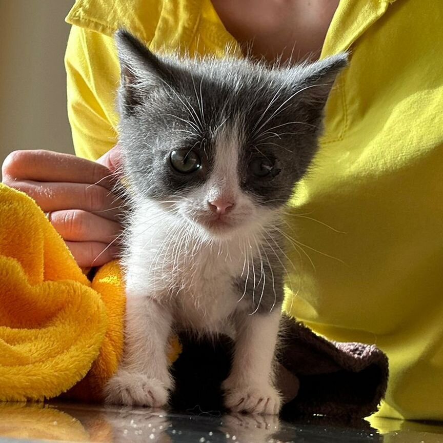 Котенок ищет дом