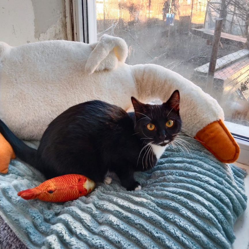 Котенок девочка в добрые руки