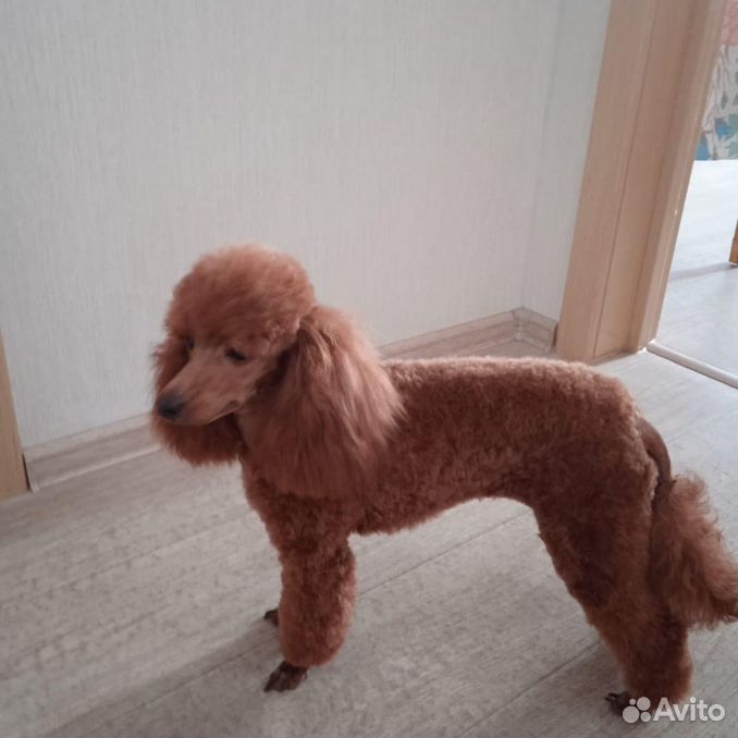 Присматриваем той пуделя,для вязки,окрас красный