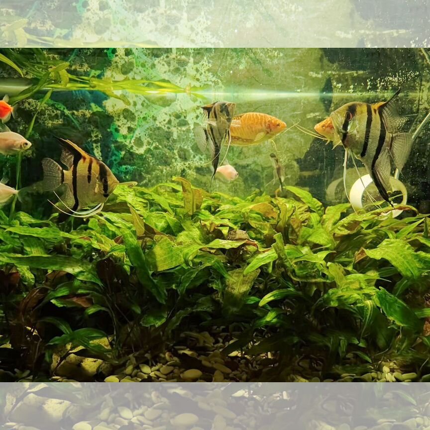 Аквариумные водоросли