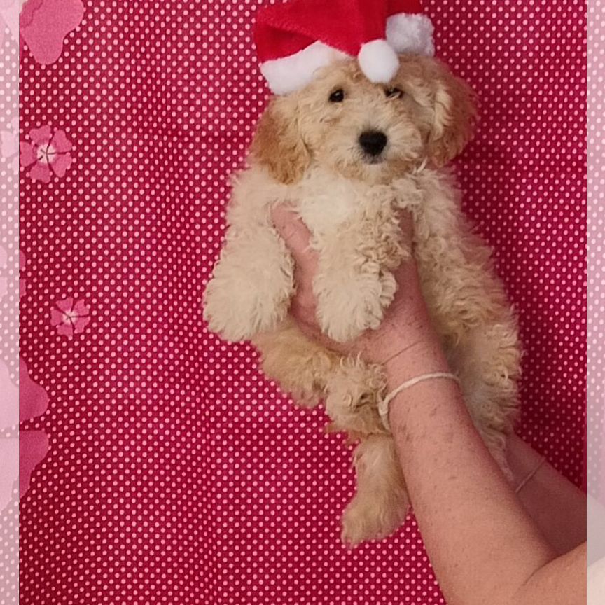 Бишон фризе, щенок