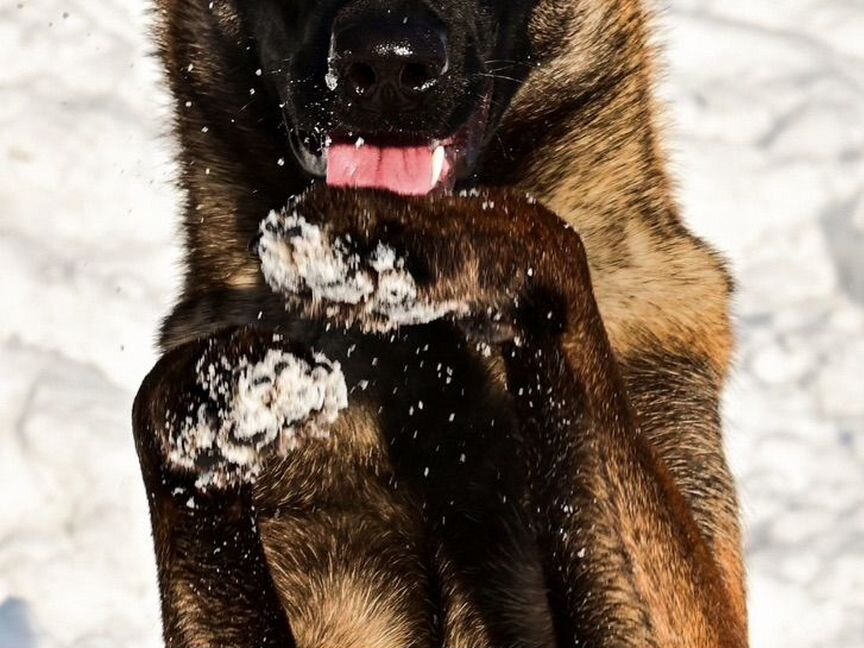 Подросток бельгийской овчарки (малинуа)