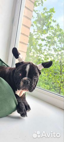 Изысканная девочка француза