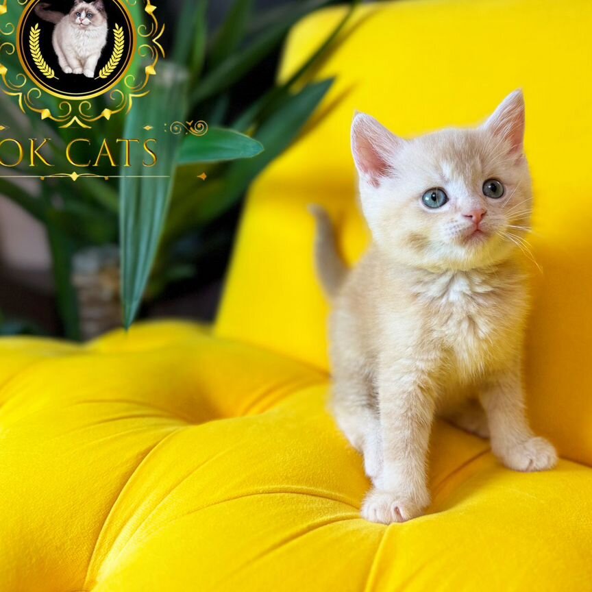 Редкий лиловый котенок манчкин long