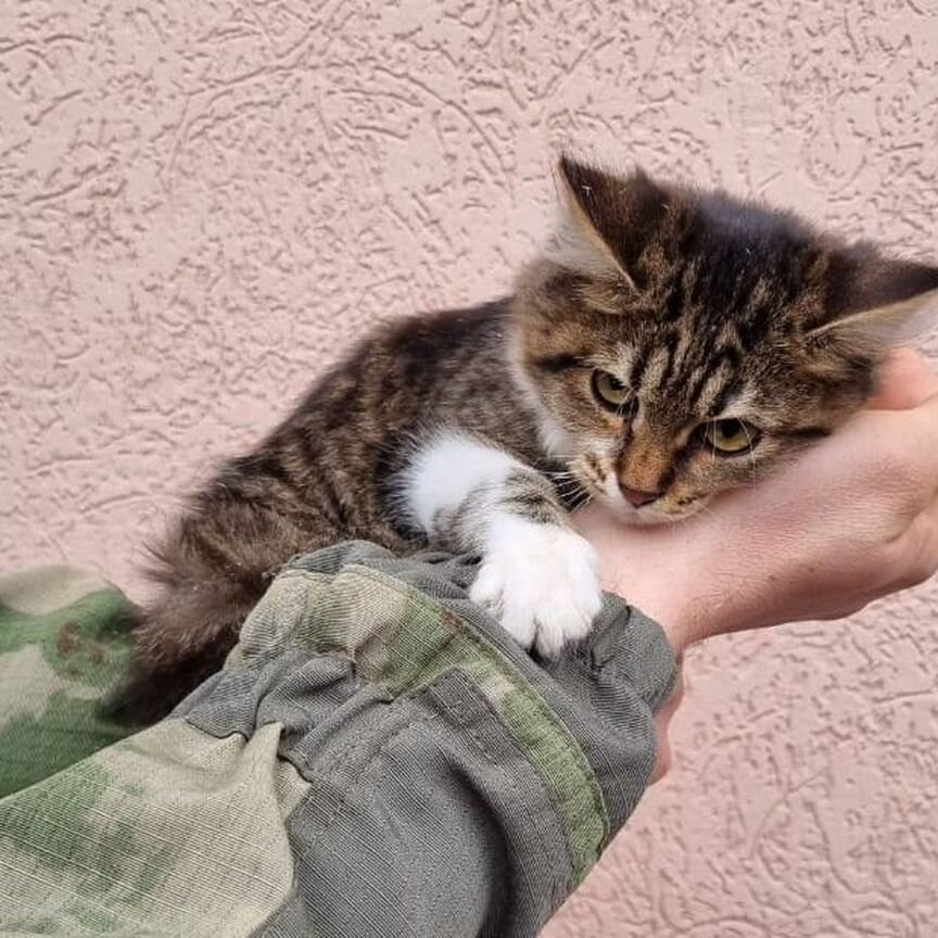 Мурочка пампушечка ищет дом