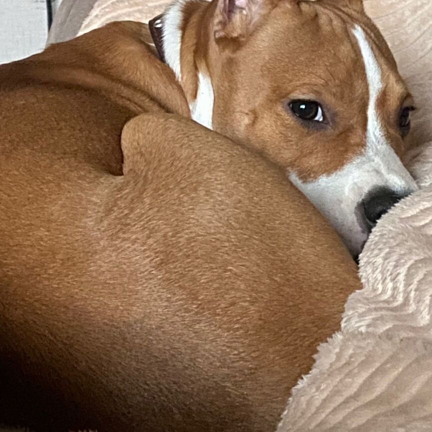 Амстафф щенок в добрые руки