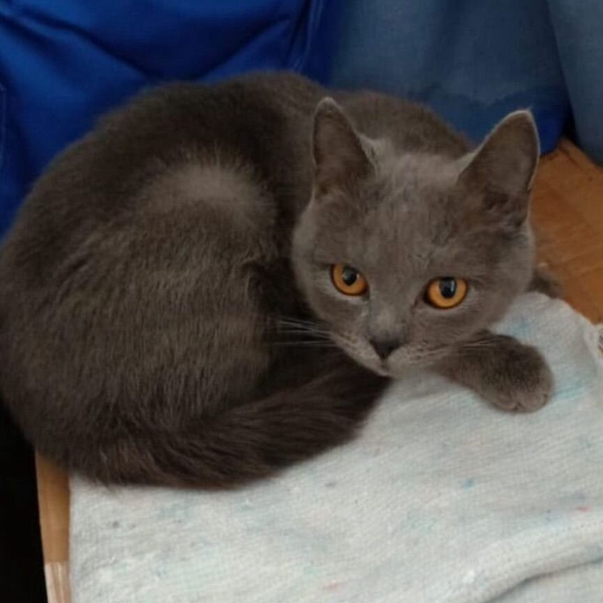 Британская короткошёрстная кошка, взрослая