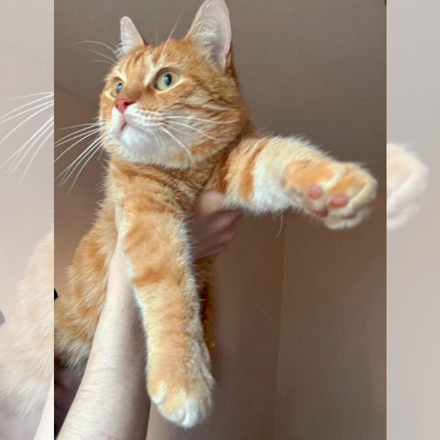 Отдам кота в добрые руки бесплатно