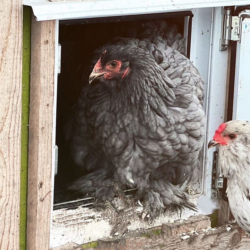 Куры кохинхин