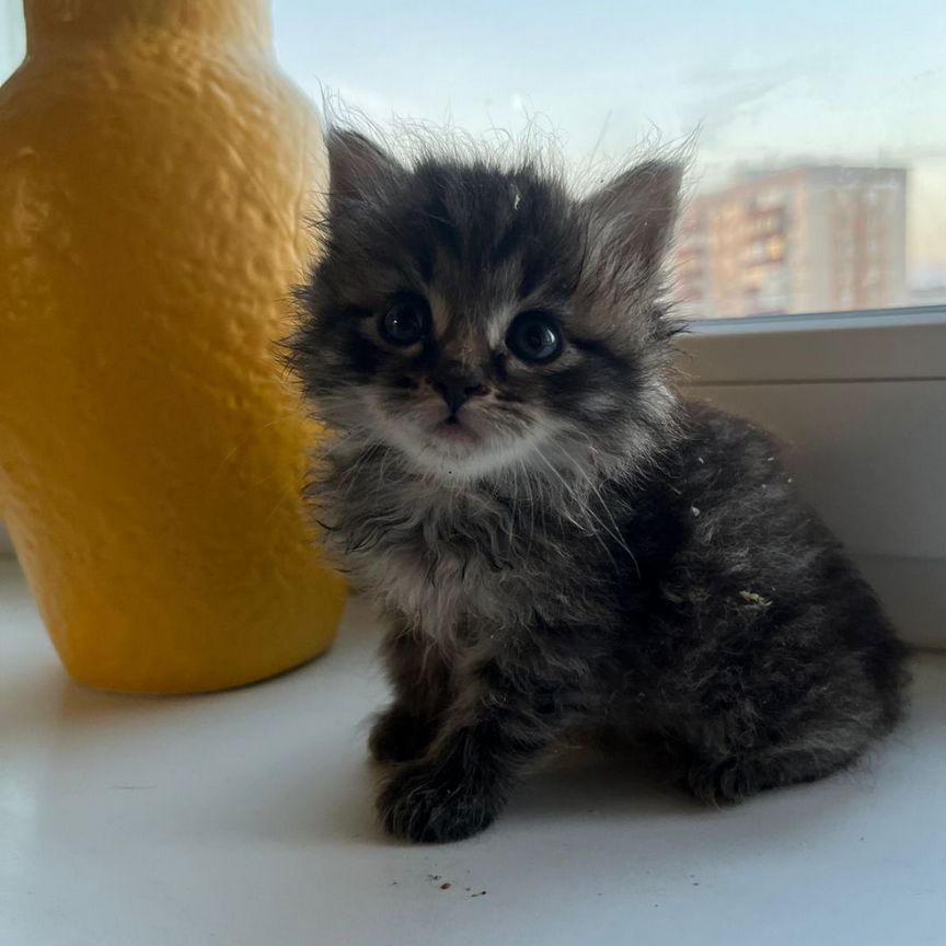 Пушистая малышка Люси ждет хозяев