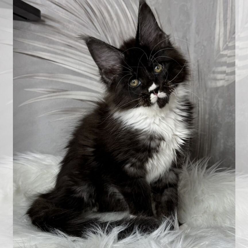 Котик мейн-кун