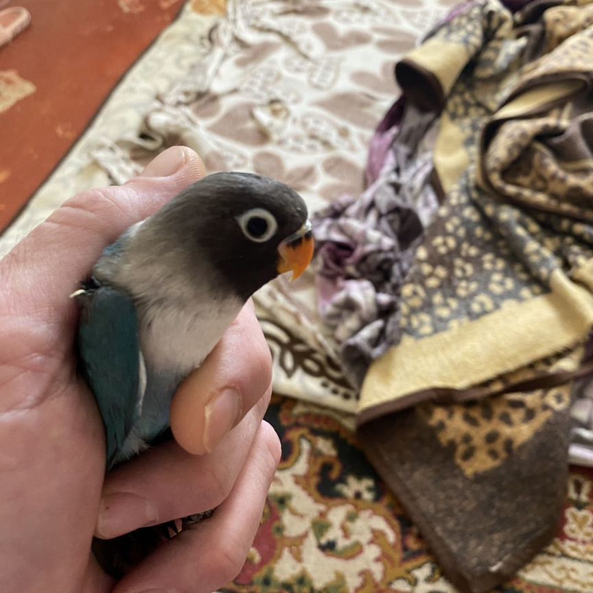 Попугай неразлучники