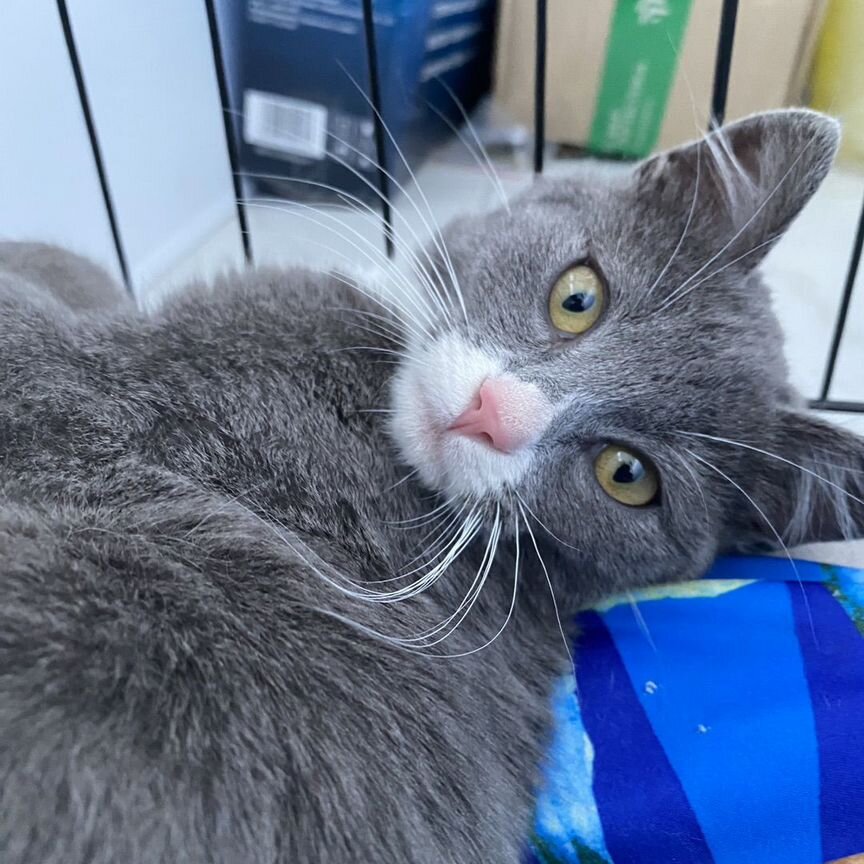 Котик в добрые руки