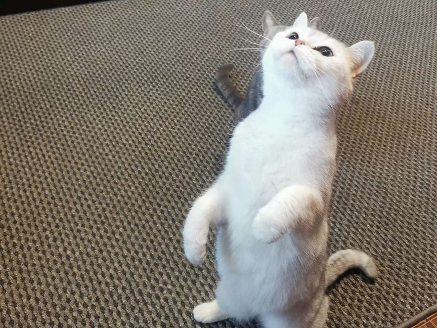 Британки(мама с дочкой)