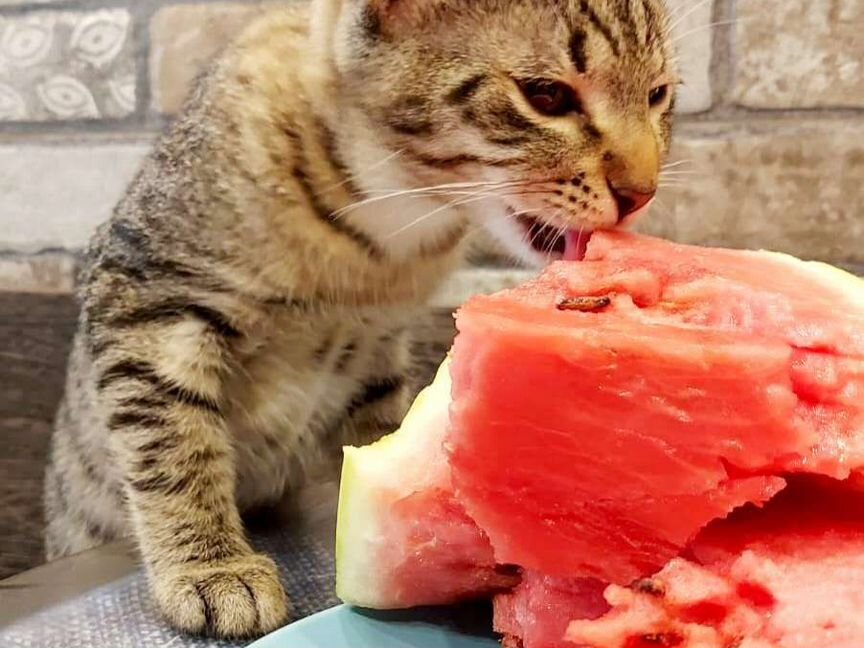 А разве коты едят арбузы, Борис