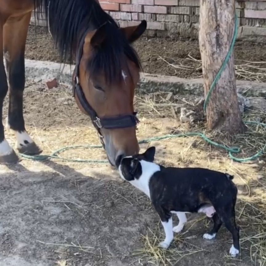 Бостон-терьер, щенок