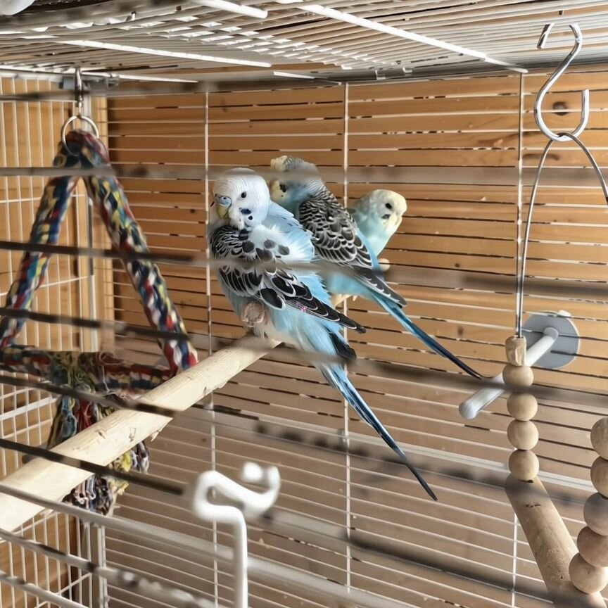 Птенцы волнистый попугай