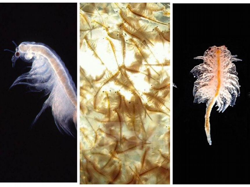 Стрептоцефалус (Пресноводный родственник артемии)