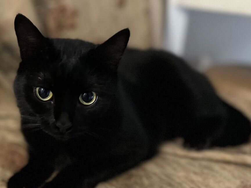 Кошечка 1.5 года стерилизованная в дар