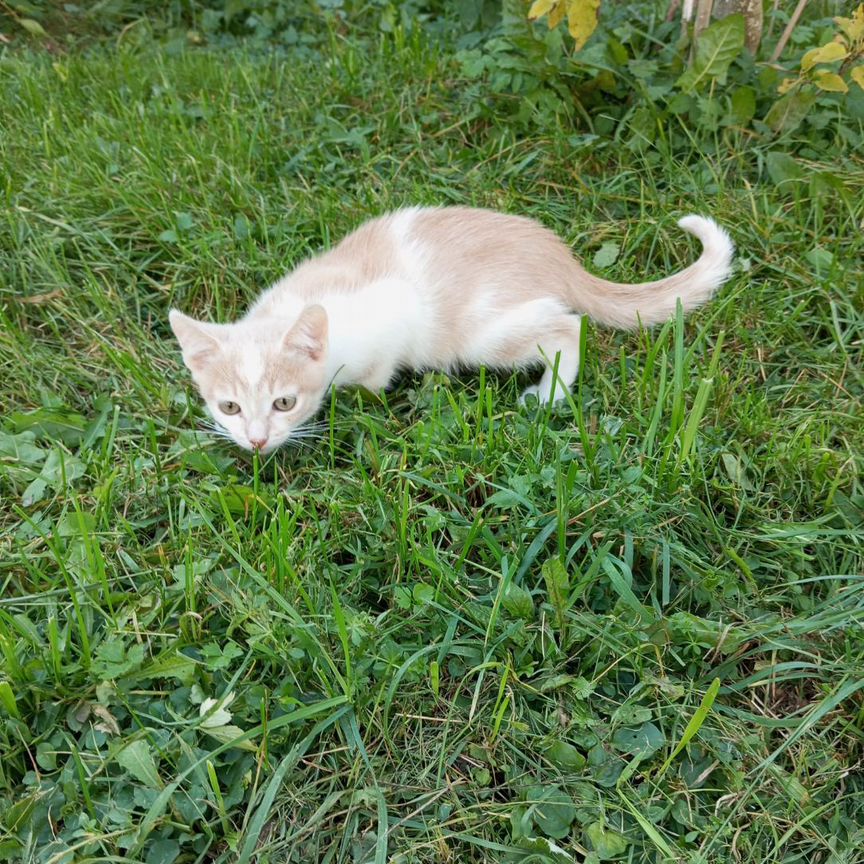 Котята 2,5 месяца