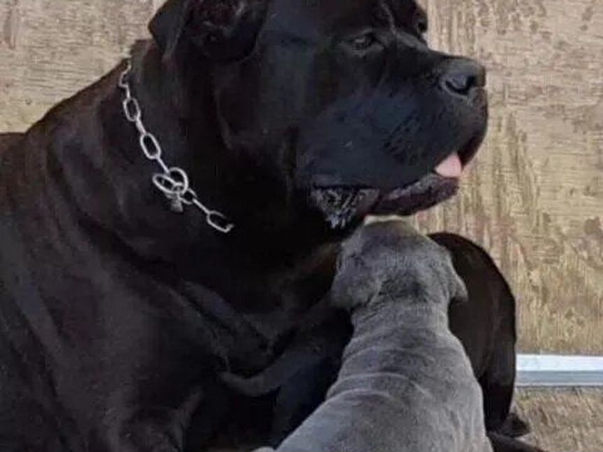 Кане Корсо Экстра Класса